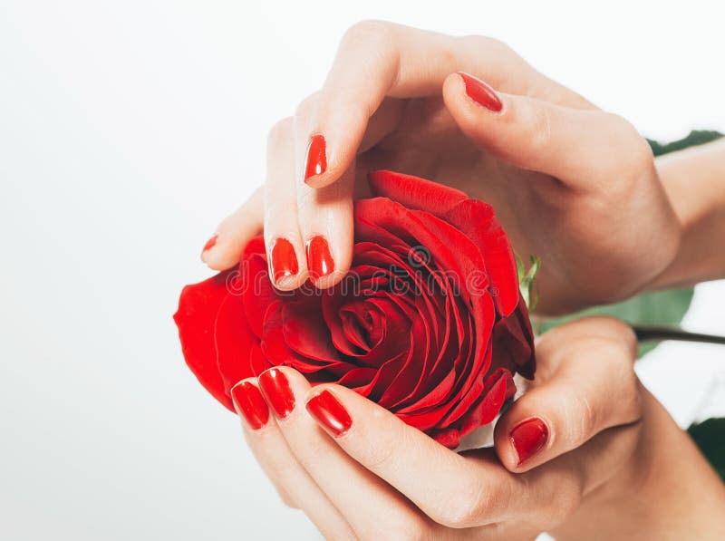 Woman Hands Manicure Red with Rose Flower on White Stock Image - Image ...