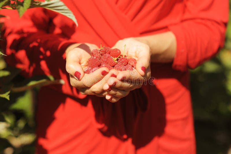 Woman Hands with Raspberry, Outdoor Stock Photo - Image of hand ...