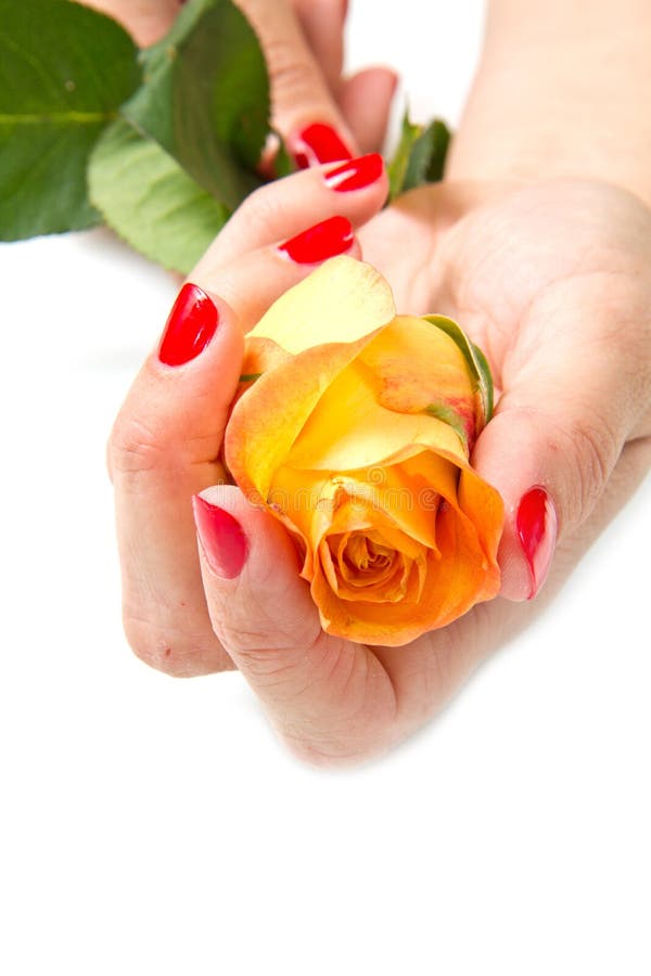 Woman hands with rose stock image. Image of flower, beautiful - 24479141