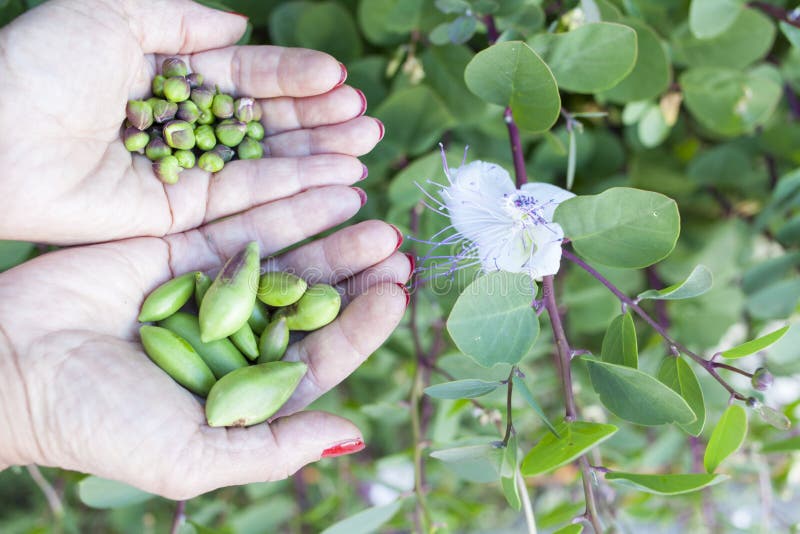 Woman Hands Showing Wild Capers Stock Image - Image of italy, show ...