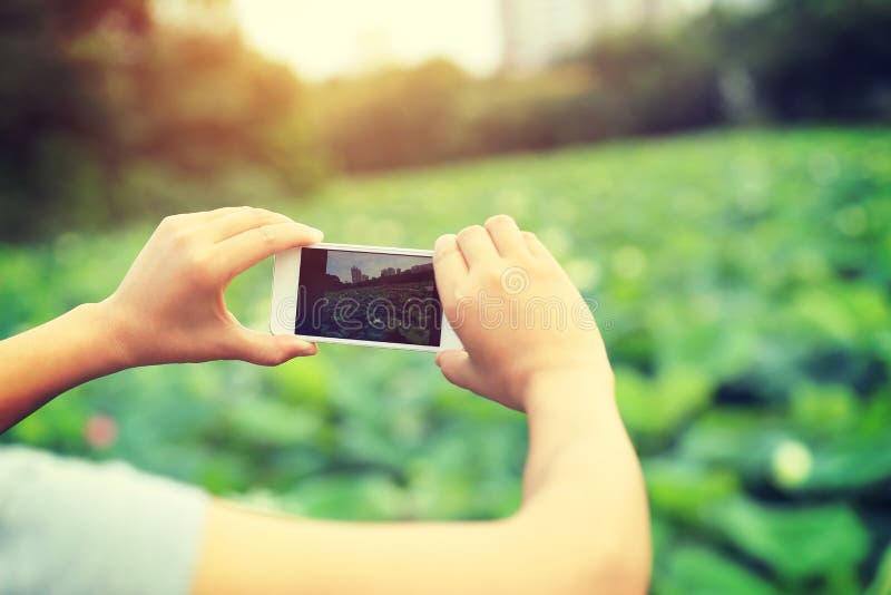 Woman Hands Taking Photo with Smart Phone Stock Photo - Image of asian ...