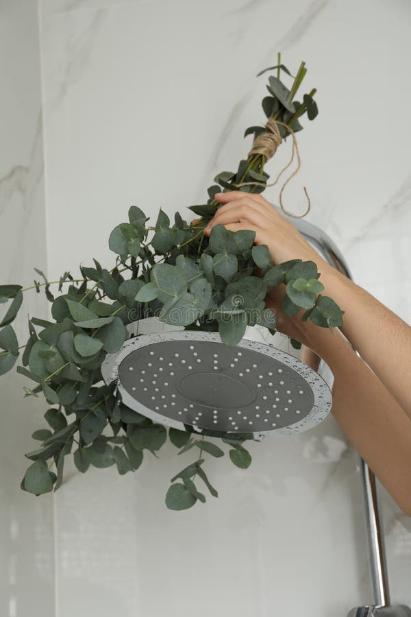 Woman Hanging Branches with Green Eucalyptus Leaves on Shower, Closeup ... Woman Hanging Branches with Green Eucalyptus Leaves on Shower, Closeup ...