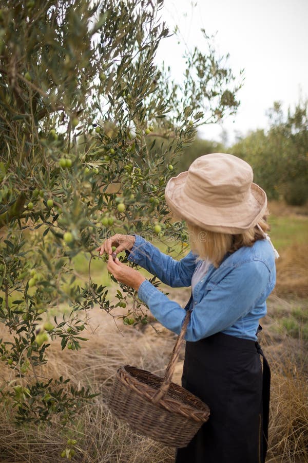 Woman Harvesting Olives from Tree Stock Photo - Image of collecting ...