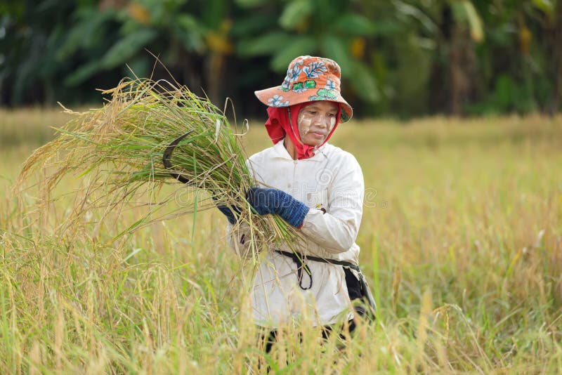 Chinese Agricultural Farm Worker Stock Photo - Image of people, farm ...