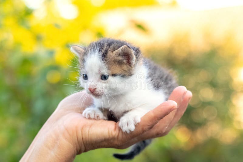 The Woman Held a Small Kitten High in Her Hand Stock Image - Image of ...