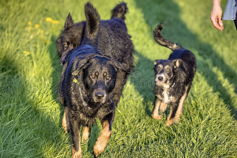 Woman with her three dogs stock image. Image of doggy - 162381599