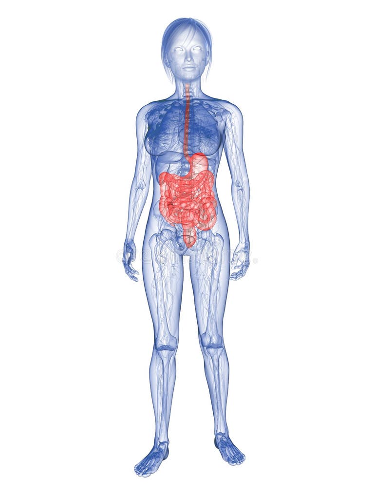 Highlighted Digestive System Stock Illustrations – 469 Highlighted ...