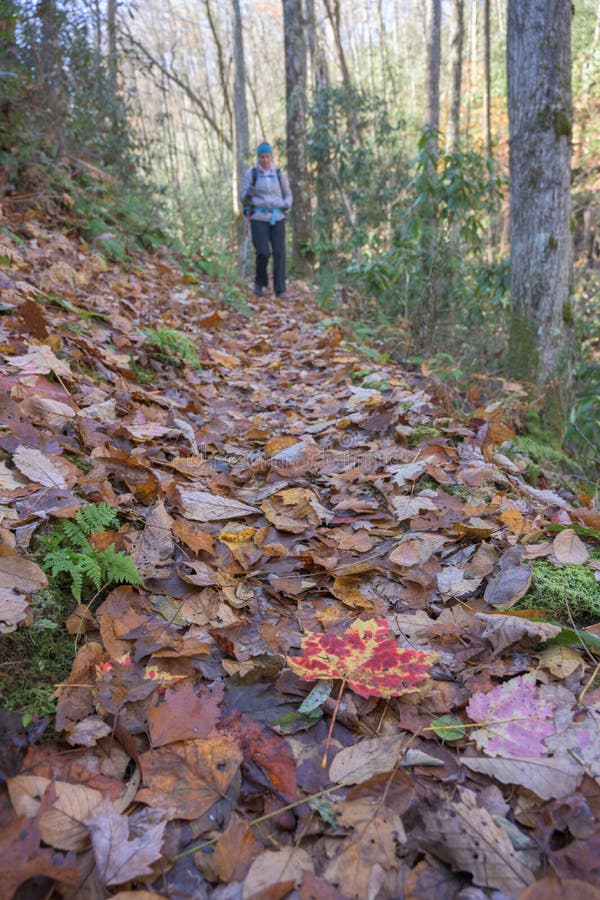 Woman Hiked Down Leaf Covered Trail Stock Photo - Image of park ...