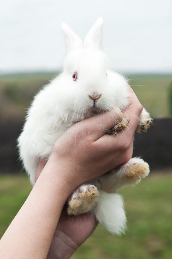 Woman hold white rabbit stock image. Image of fuzzy, easter - 24651997