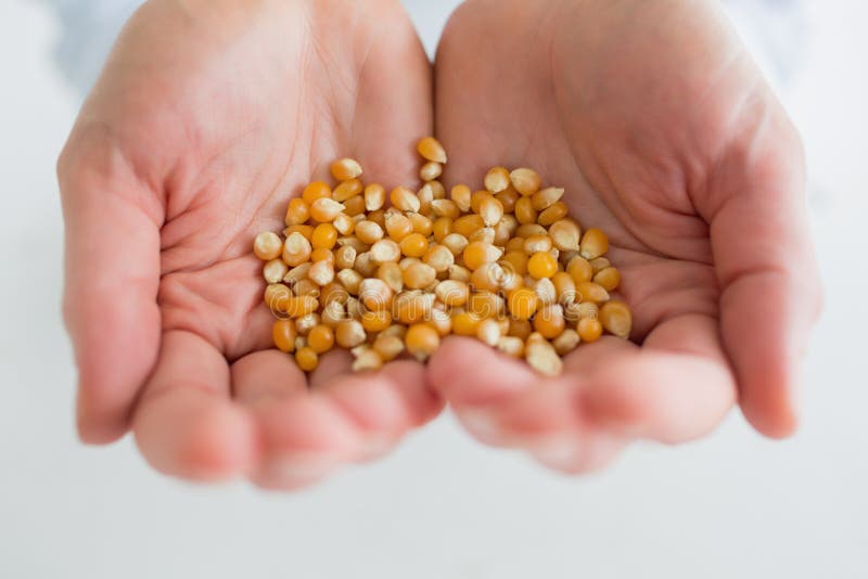 Woman holding corn grain stock image. Image of organic - 31238941
