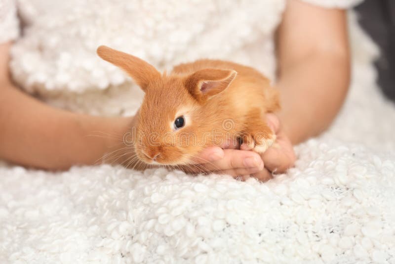 Bunny at Home stock photo. Image of burrow, sleep, house - 605240