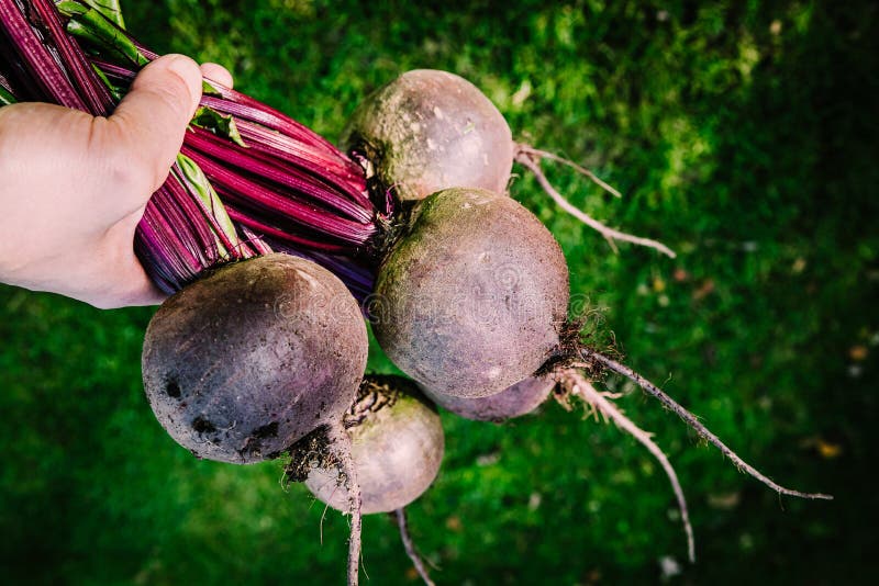 Woman Holding Fresh Beet in Hands on Green Grass Background Stock Image ...