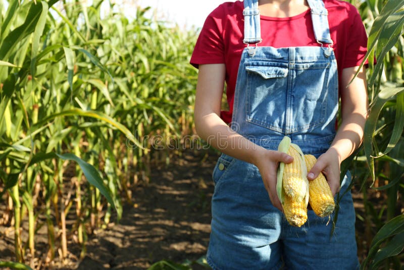 Woman Holding Fresh Ripe Corn on Field Stock Image - Image of female ...