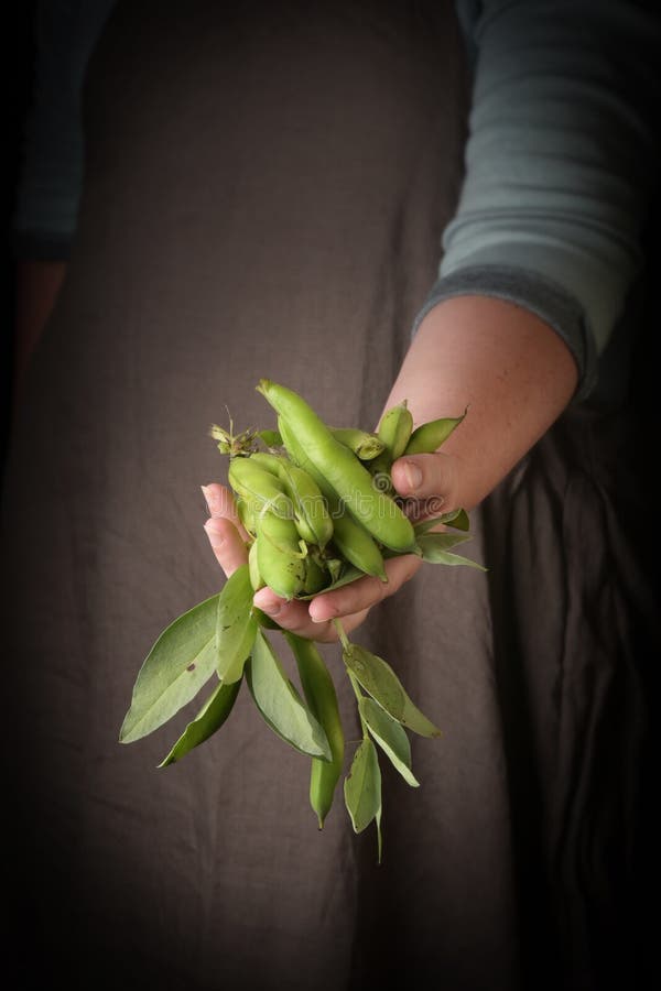 Woman Holding a Green Beans in Hand. Rustic Style Stock Image - Image ...