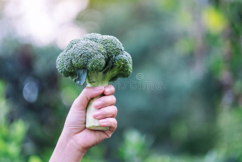 A Woman Holding a Green Broccoli Stock Image - Image of cabbage ...
