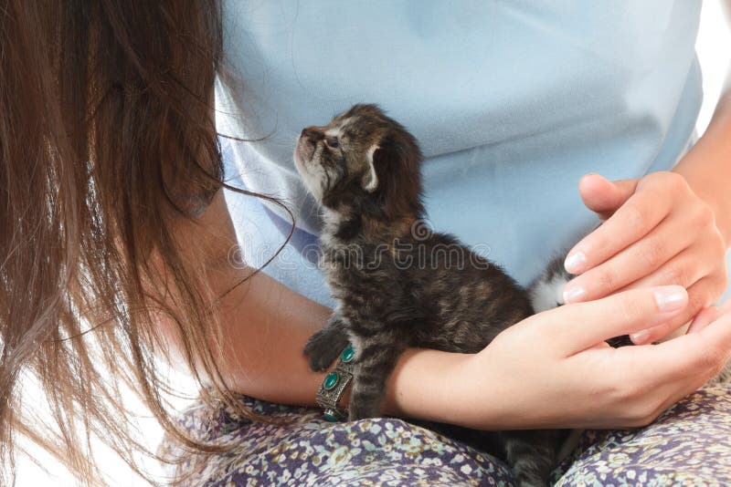 Woman holding a kitten stock image. Image of holding - 20102019