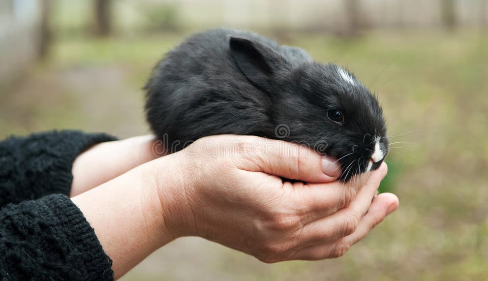 Woman holding rabbit stock photo. Image of nature, little - 24653104