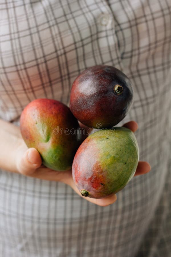 Woman Holding Three Ripe Mango in Her Hands. Stock Photo - Image of ...