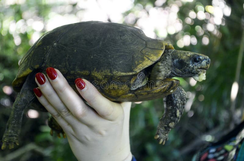 Boy holding sea turtle stock photo. Image of smile, caretaker - 4028582