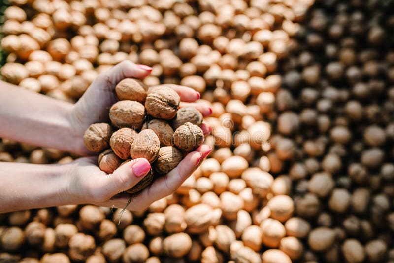 Woman Holding Whole Walnut in Her Hands. Walnut Isolated. Harvest ... Woman Holding Whole Walnut in Her Hands. Walnut Isolated. Harvest ...