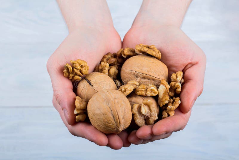 Woman Holding Whole Walnut in Her Hands. Walnut Isolated. Walnut ... Woman Holding Whole Walnut in Her Hands. Walnut Isolated. Walnut ...