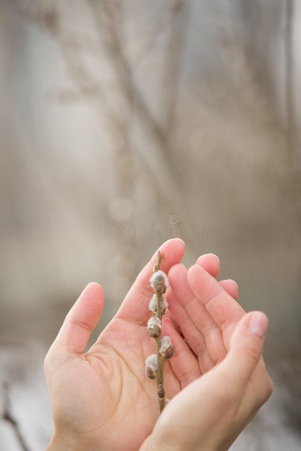 Woman Holding Willow Branches in Her Hands at the Beginning of Spring ...