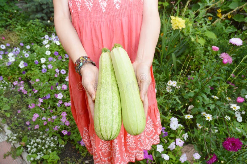 Woman Holding Zucchini in Hands. Stock Image - Image of recipes ...