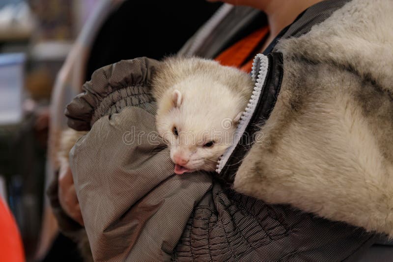 Woman holds a ferret stock photo. Image of female, rare - 86160888