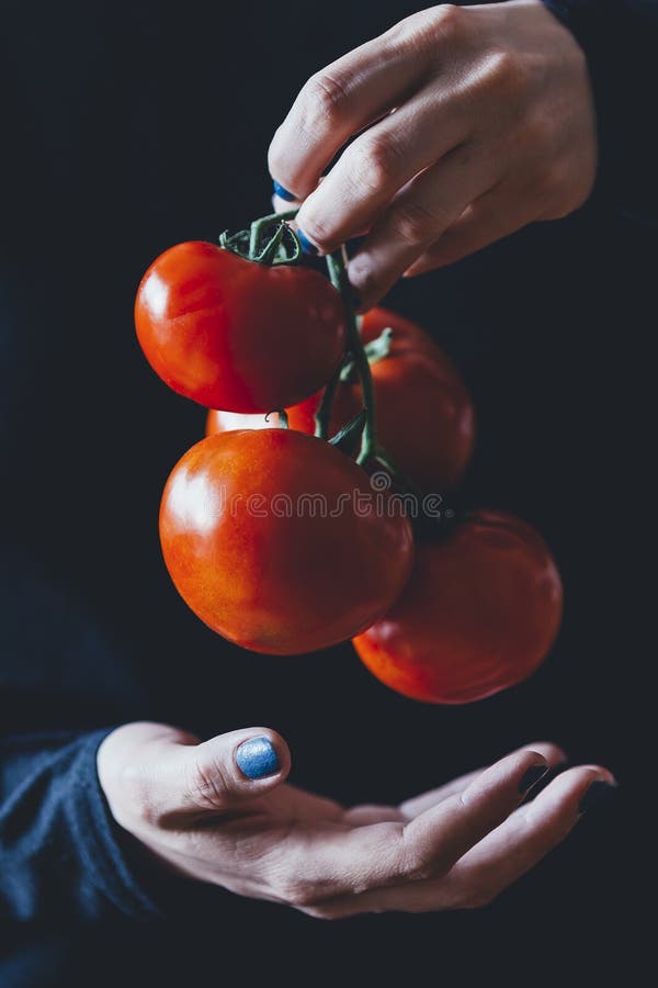 Woman Holds a Tomatoes in Hands Stock Photo - Image of hands, polish ...