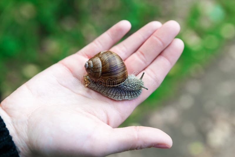Woman Holds a Snail in Her Hand Stock Photo - Image of explore, hand ...