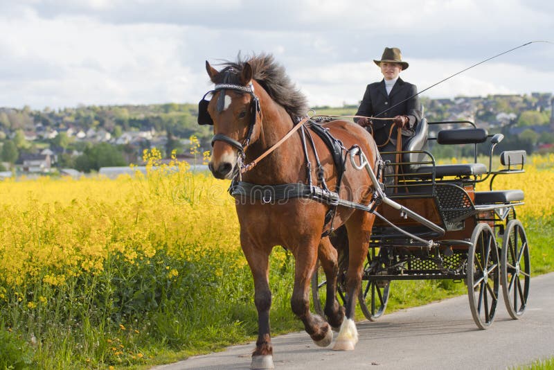 Woman horse carriage stock photo. Image of black, outdoors - 15582970