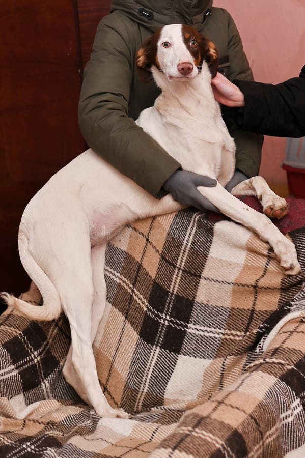 Woman Hugging Big Dog. Vertical. Stock Photo - Image of donate, person ...