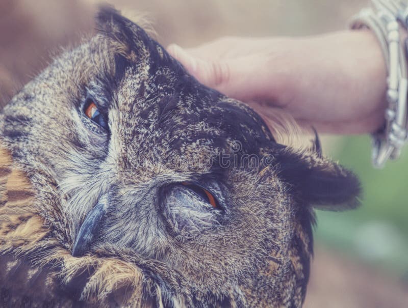 Woman hugging a owl stock photo. Image of bubo, looking - 68743694