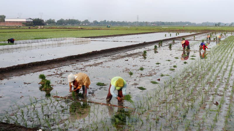 A Woman in Java Indonesia is Growing Rice in a Rice Field. Editorial ...