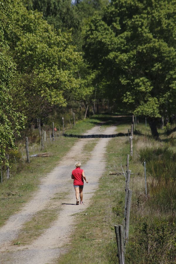 Forest Walking/jogging Path Stock Image - Image of sunlit, woods: 26651697