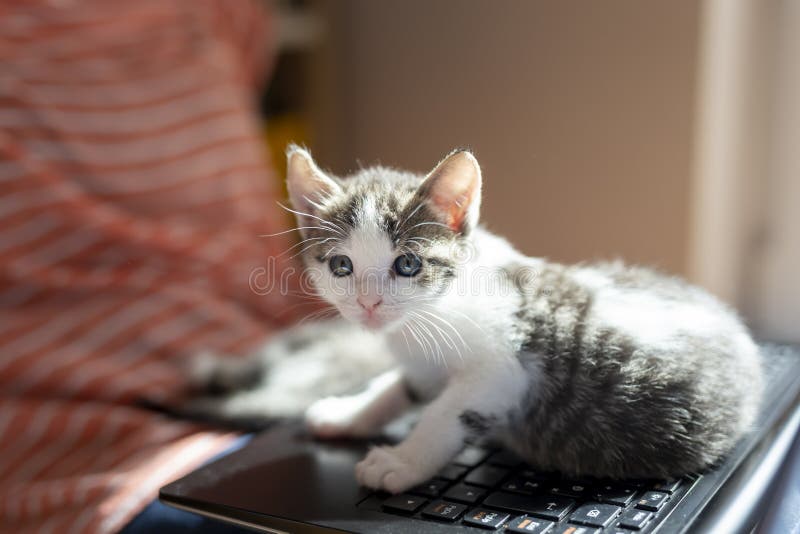 Woman and a Kitten Using Laptop Computer Stock Photo - Image of online ...