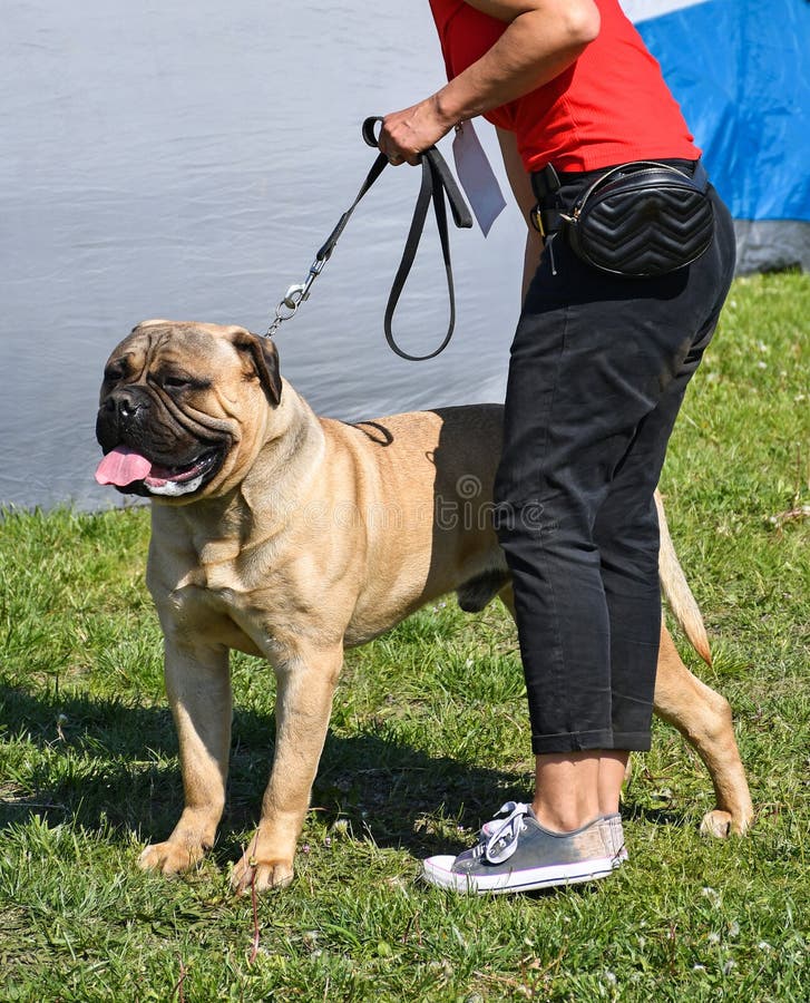 Bull Mastiff Stock Photos - Download 1,713 Royalty Free Photos