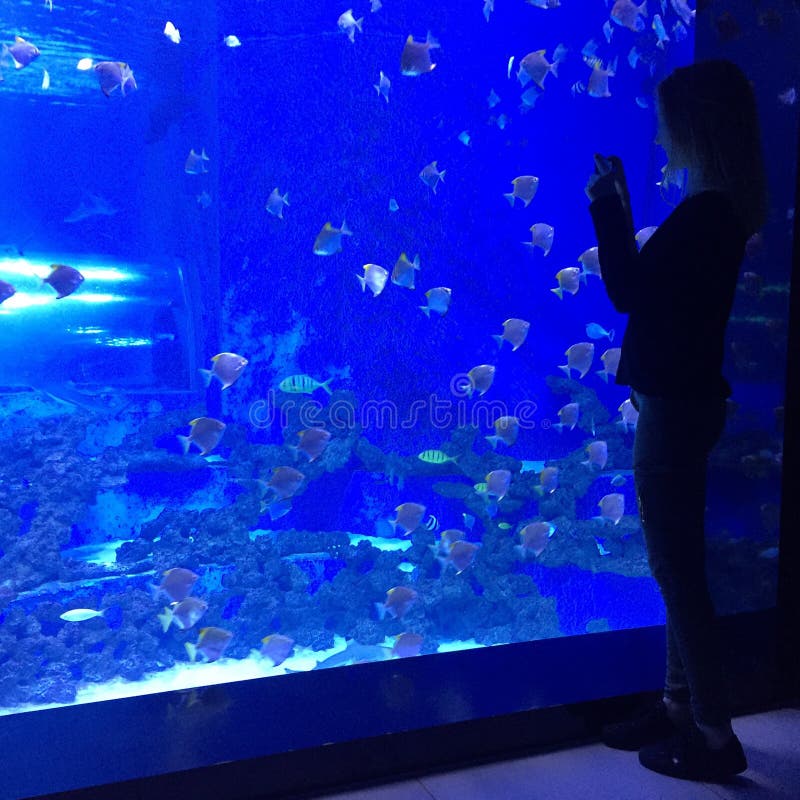 Woman in aquarium stock image. Image of japanese, gigantic - 19947147