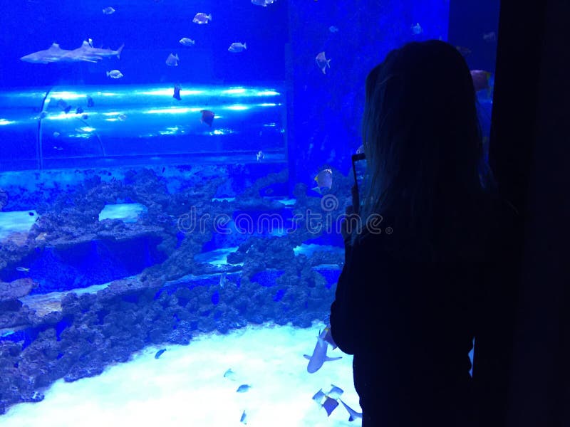 Woman looking at aquarium stock photo. Image of looking - 90577428