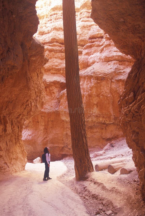 Woman Looking at Tree Growing Editorial Photography - Image of bryce ...