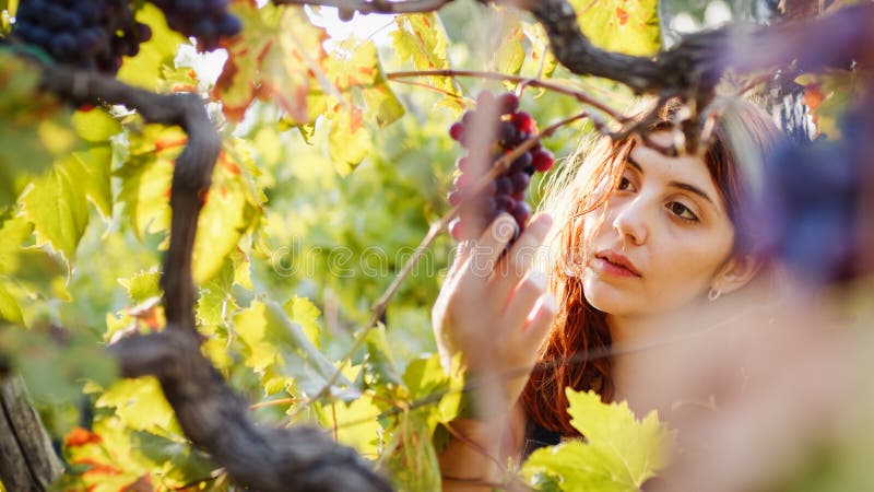 Woman Looks at Bunches of Red Grapes on the Vine Stock Image - Image of ...