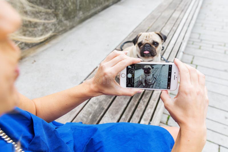 Woman Makes a Photo of a Pug Stock Photo - Image of phone, female: 99540680