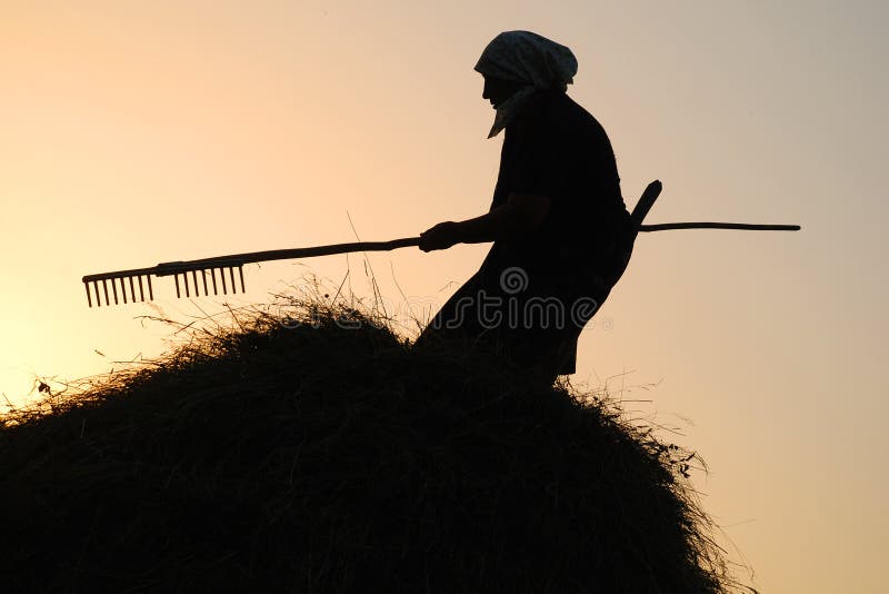 Woman making hay stock photo. Image of gather, contrejour - 20916228