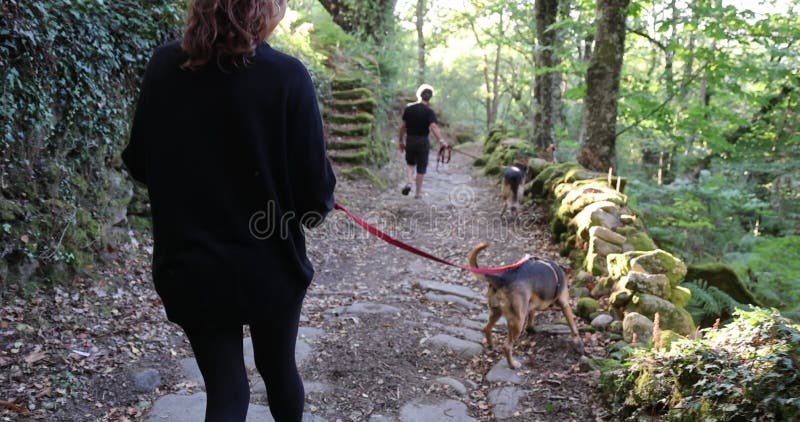 Woman and Man Walking with Dogs on Forest Path Stock Footage - Video of ...
