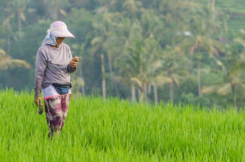 Woman with Mobile Phone in Rice Field Editorial Stock Image - Image of ...