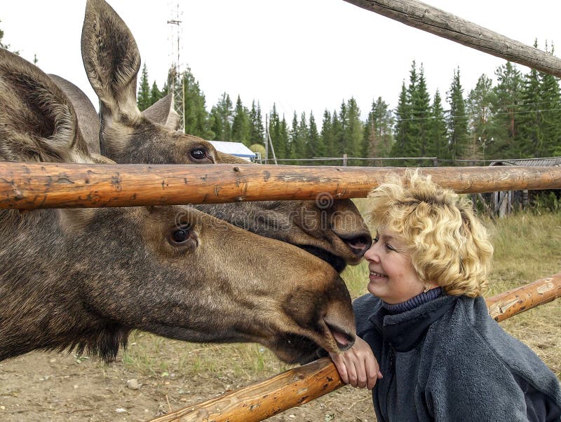 Woman and moose stock photo. Image of ears, domesticated - 34833852