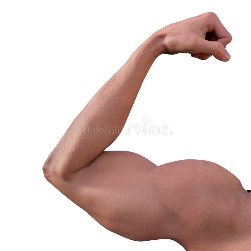 Woman Muscular Skeleton and Blood Systems Struct Stock Vector ...