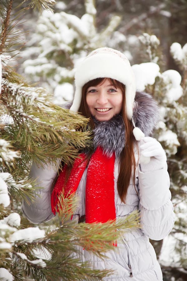 Pine tree forest stock image. Image of plant, wooden - 15572569