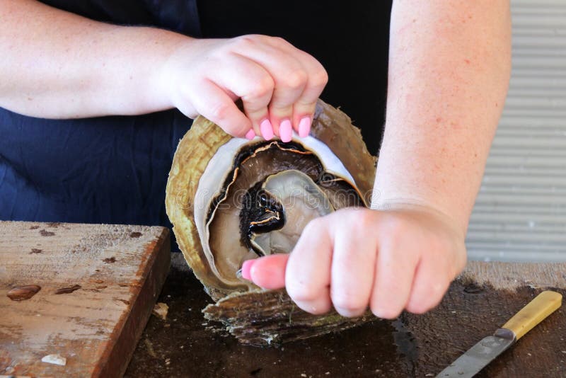 Woman Opens an Australian Pinctada Maxima Shell Stock Photo - Image of ...