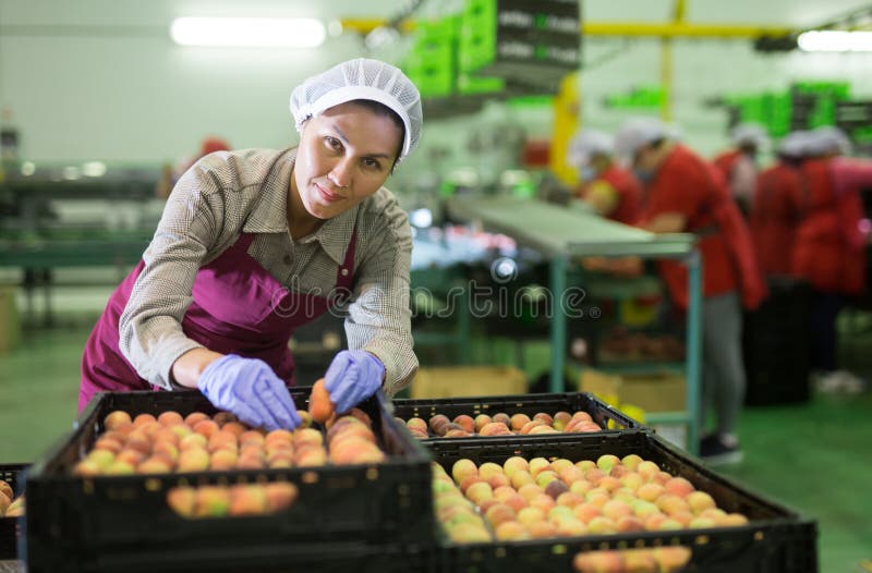 Woman packing peaches stock image. Image of female, crate - 231039991